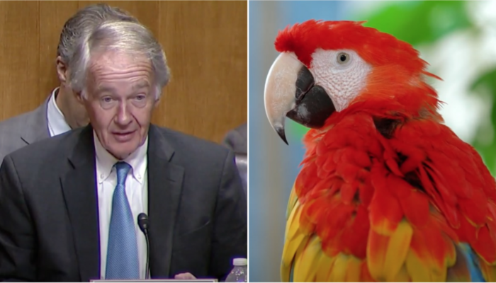 Dem Asks Big Tech to Censor MORE, Decries Trump 'Propaganda Parrots ...