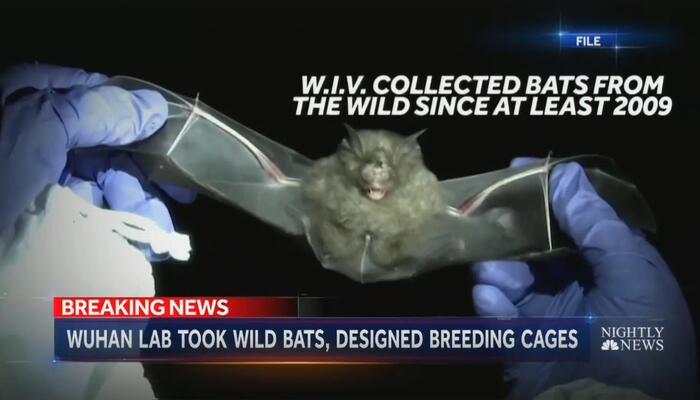 ABC Stands With Bogus WHO Report on COVID Origins, NBC Finds Bats in ...