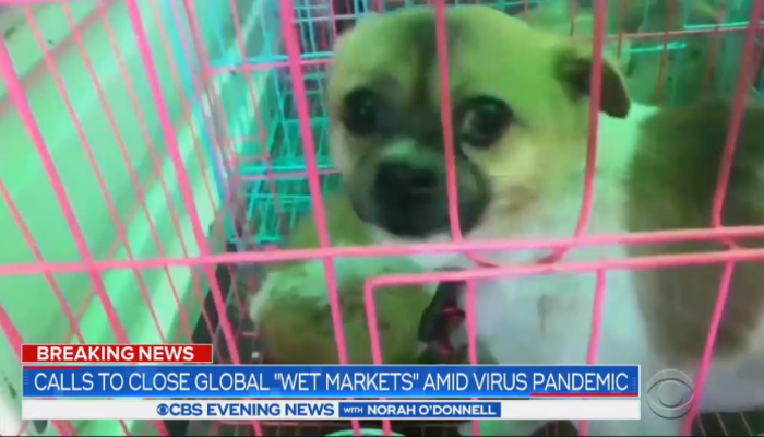 'CBS Evening News' Blasts China's Wet Markets, Shows Butchered Dogs ...