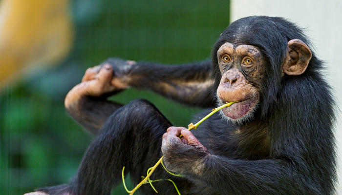 Church of Cheetah? Newspaper Suggests Chimp Religious Worship | Newsbusters